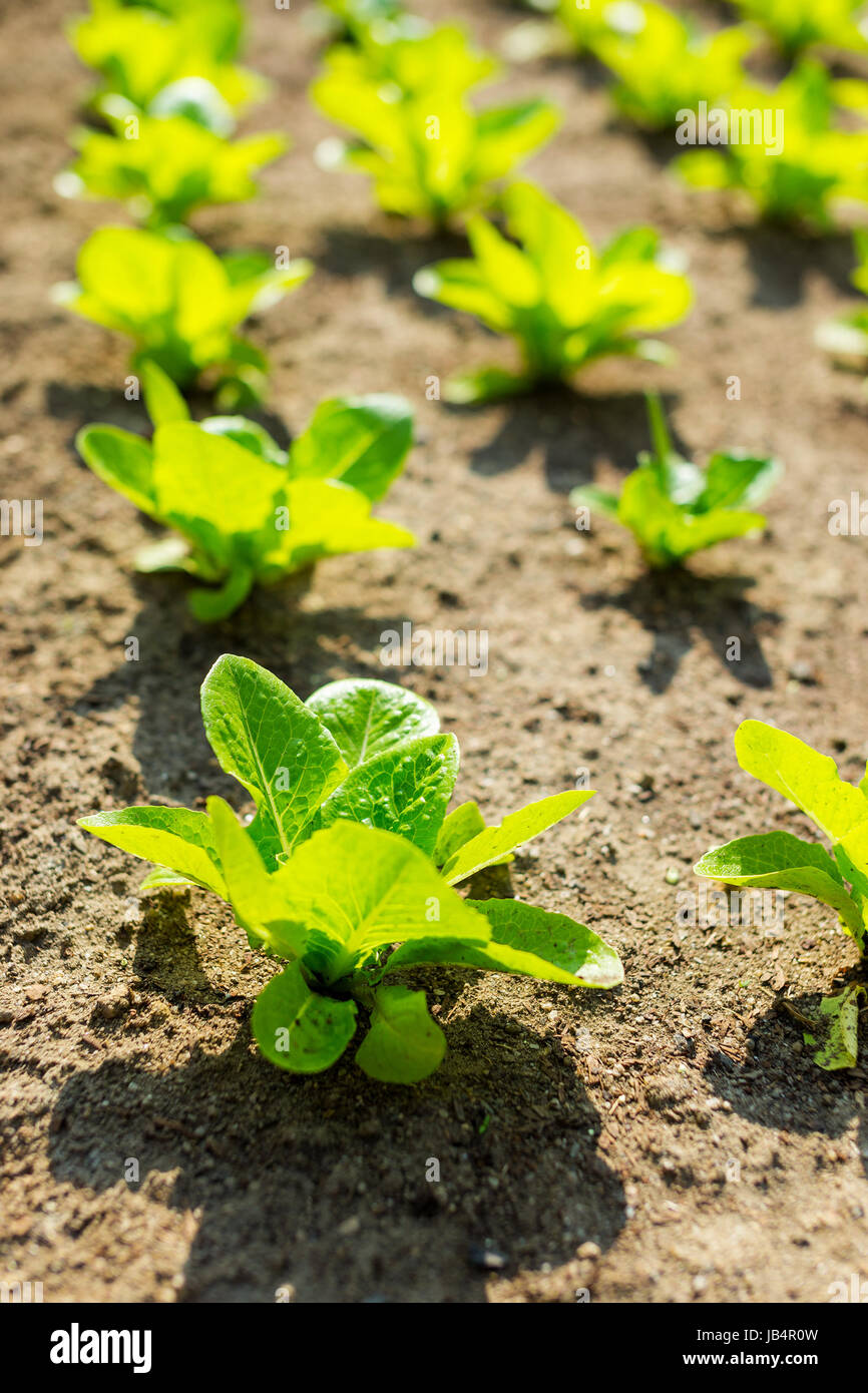Young lettuce in field Stock Photo - Alamy