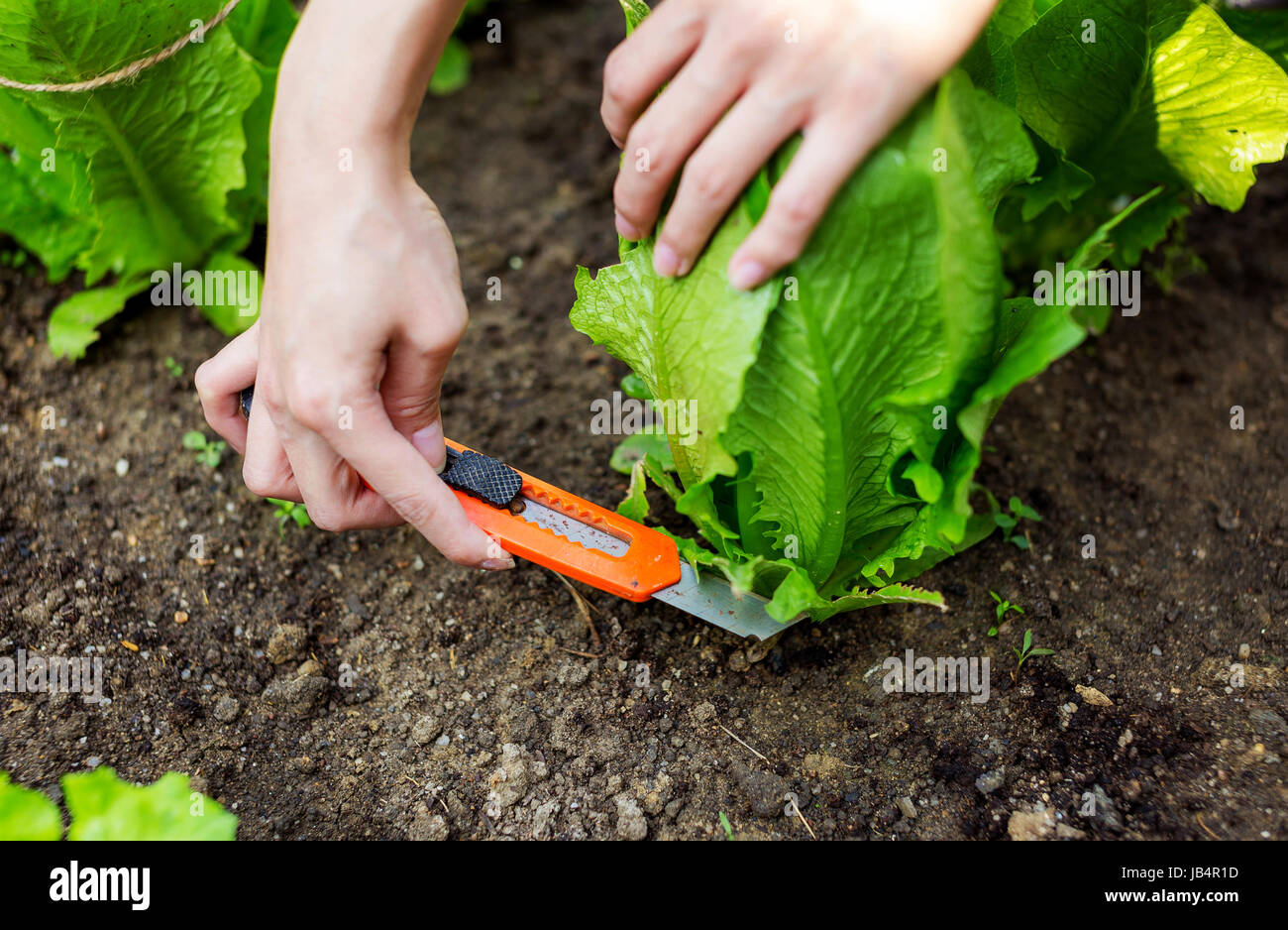 Cutting lettuce with a cutter Stock Photo - Alamy