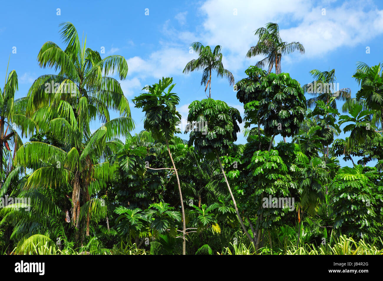 Coconut palm trees in forest Stock Photo - Alamy