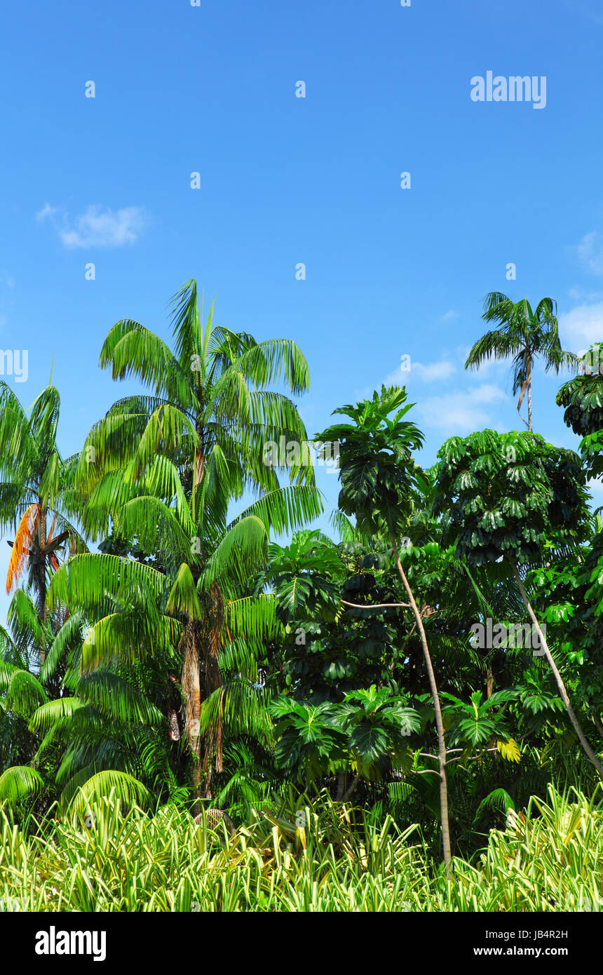 Forest with coconut tree Stock Photo - Alamy