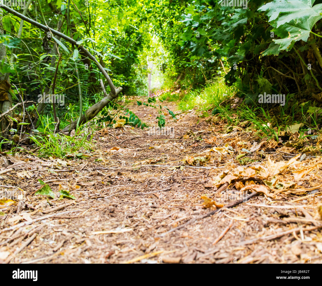 Forest background with a hiking trail Stock Photo - Alamy