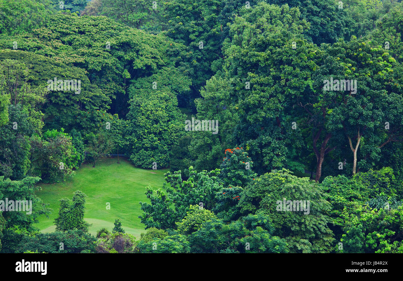 Green forest from top view Stock Photo - Alamy