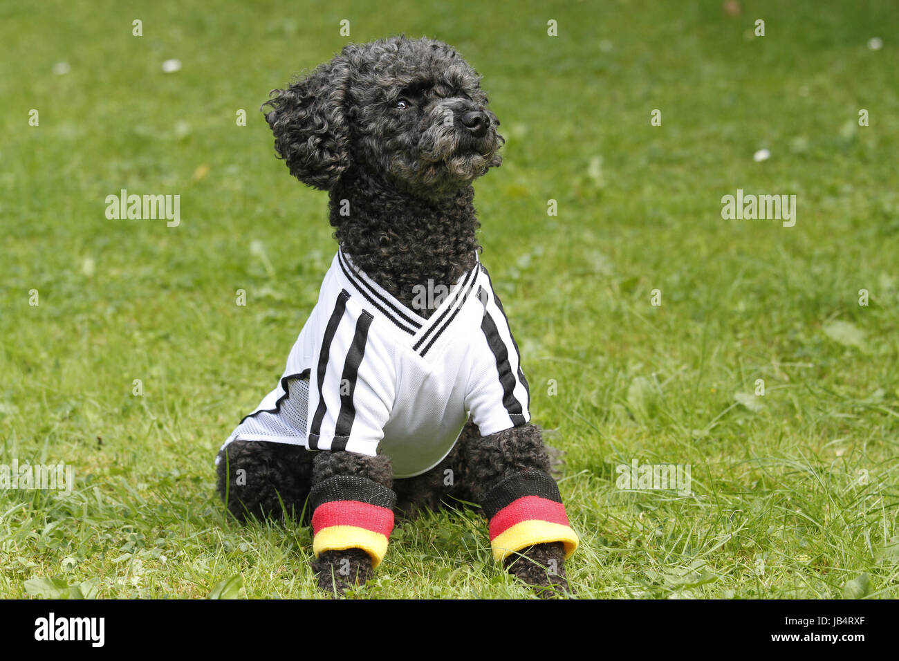 Trikot hi-res stock photography and images - Alamy
