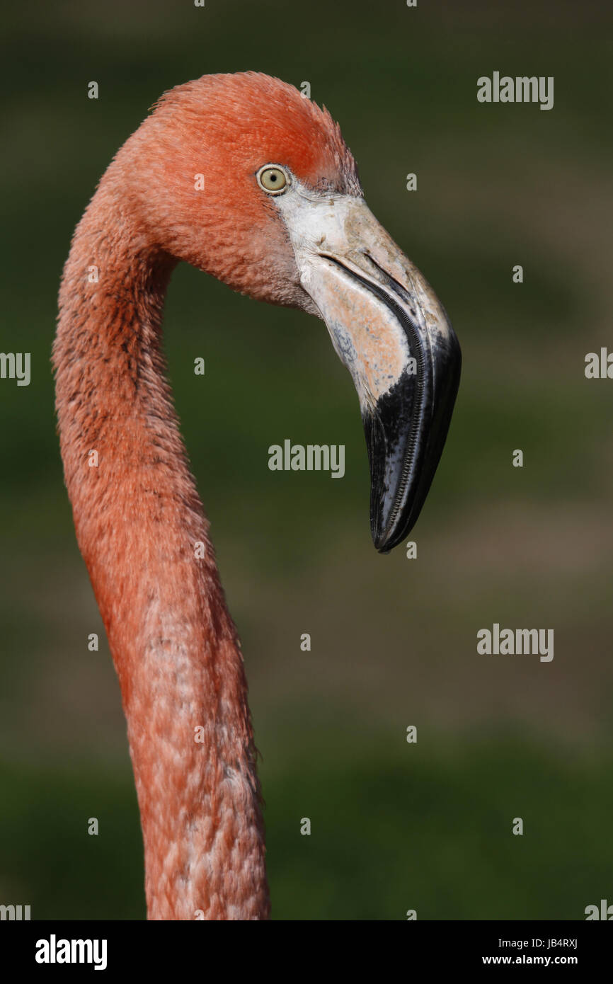 Roter vogel hi-res stock photography and images - Alamy