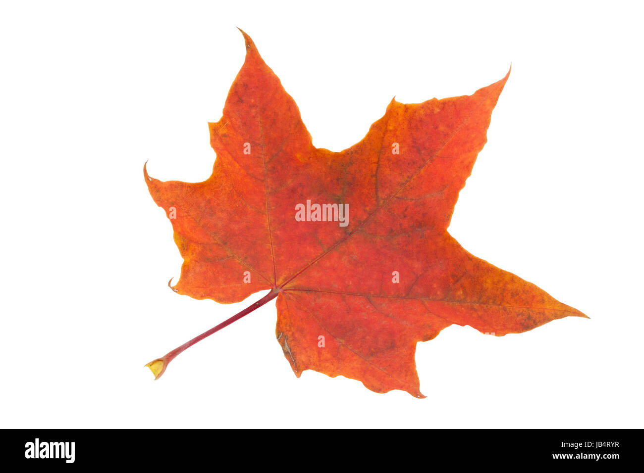 Beautiful maple leaf isolated on white background Stock Photo - Alamy