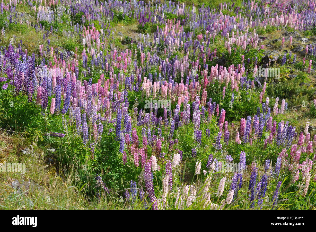 summerly flower meadow Stock Photo - Alamy
