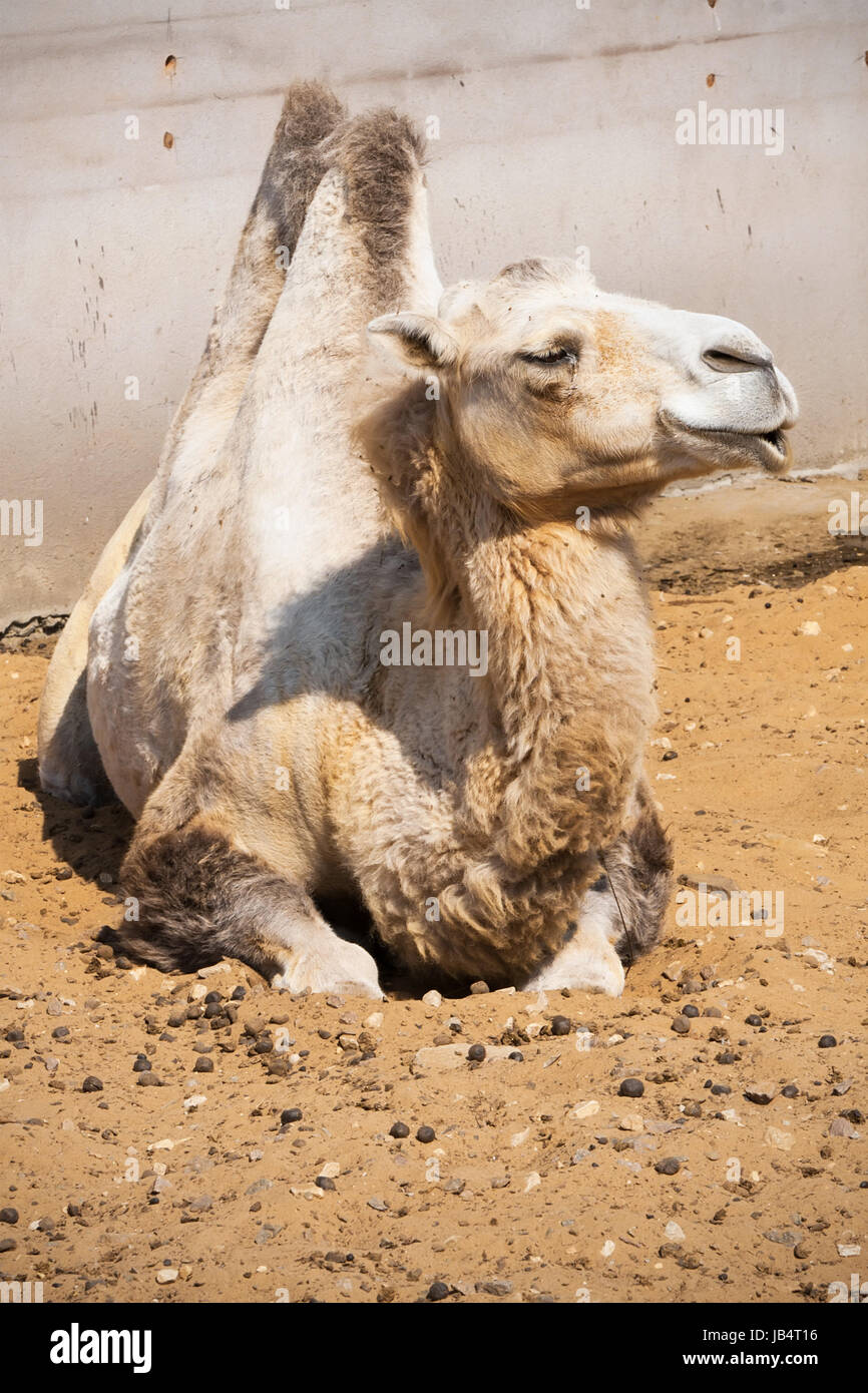 Nice close up photo of big camel Stock Photo - Alamy