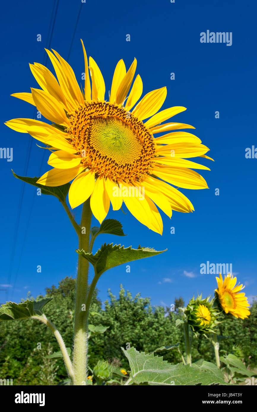 Beautiful close-up photo of big yellow sunflower Stock Photo - Alamy