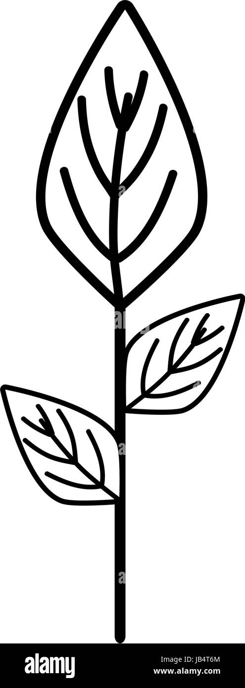 Leaves sunflower vector Black and White Stock Photos & Images - Alamy