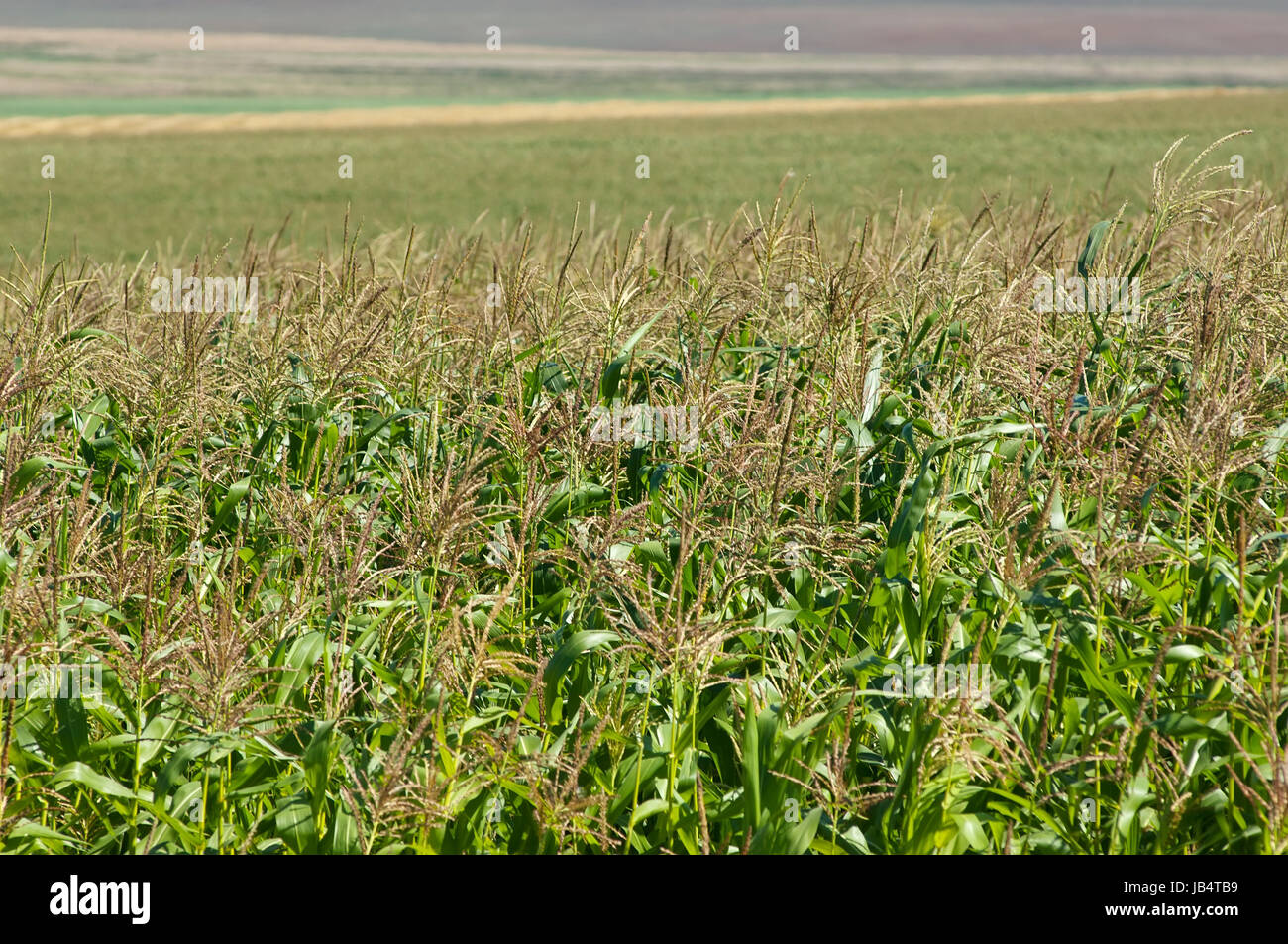 Colorful field of maize. Corn field Stock Photo - Alamy