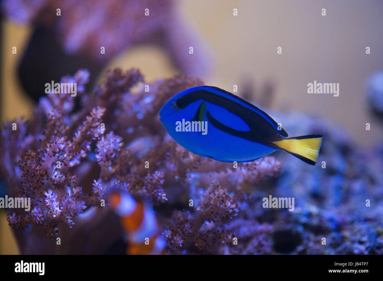 Blue tang or Regal tang or Palette surgeonfish (Paracanthurus hepatus ...