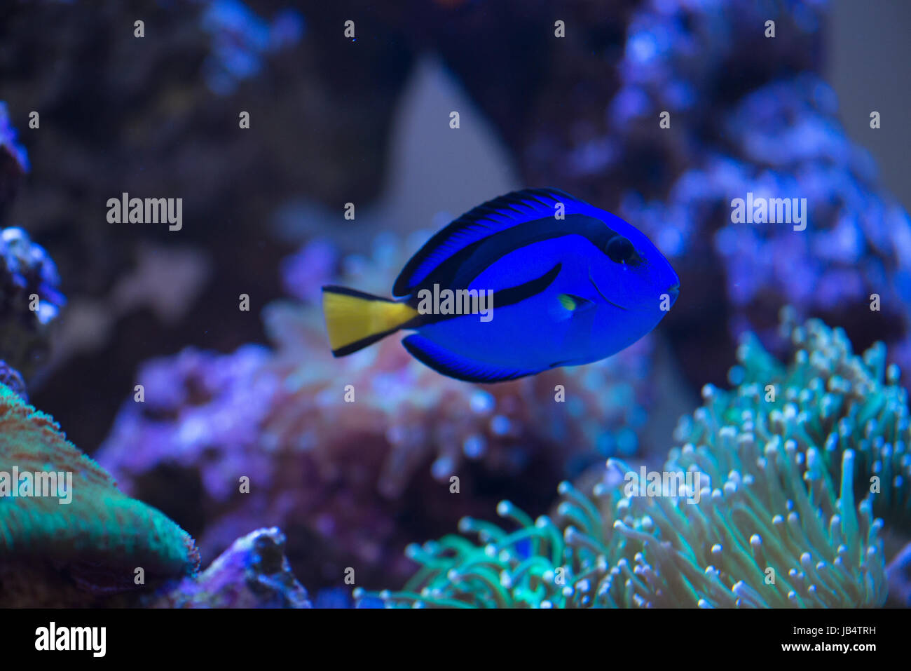 Regal tang hi-res stock photography and images - Alamy