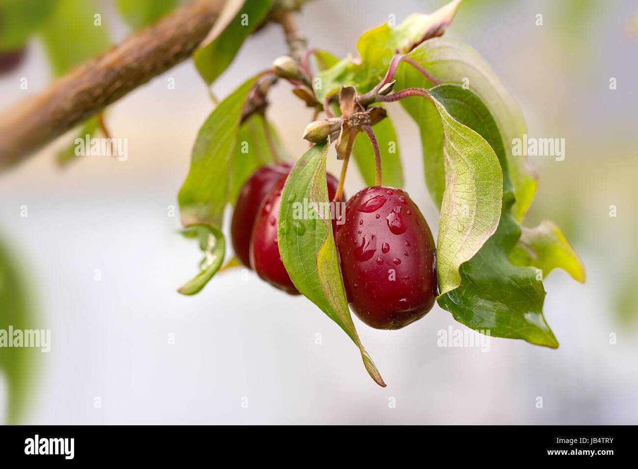 kornelkirschen / cornel Stock Photo - Alamy