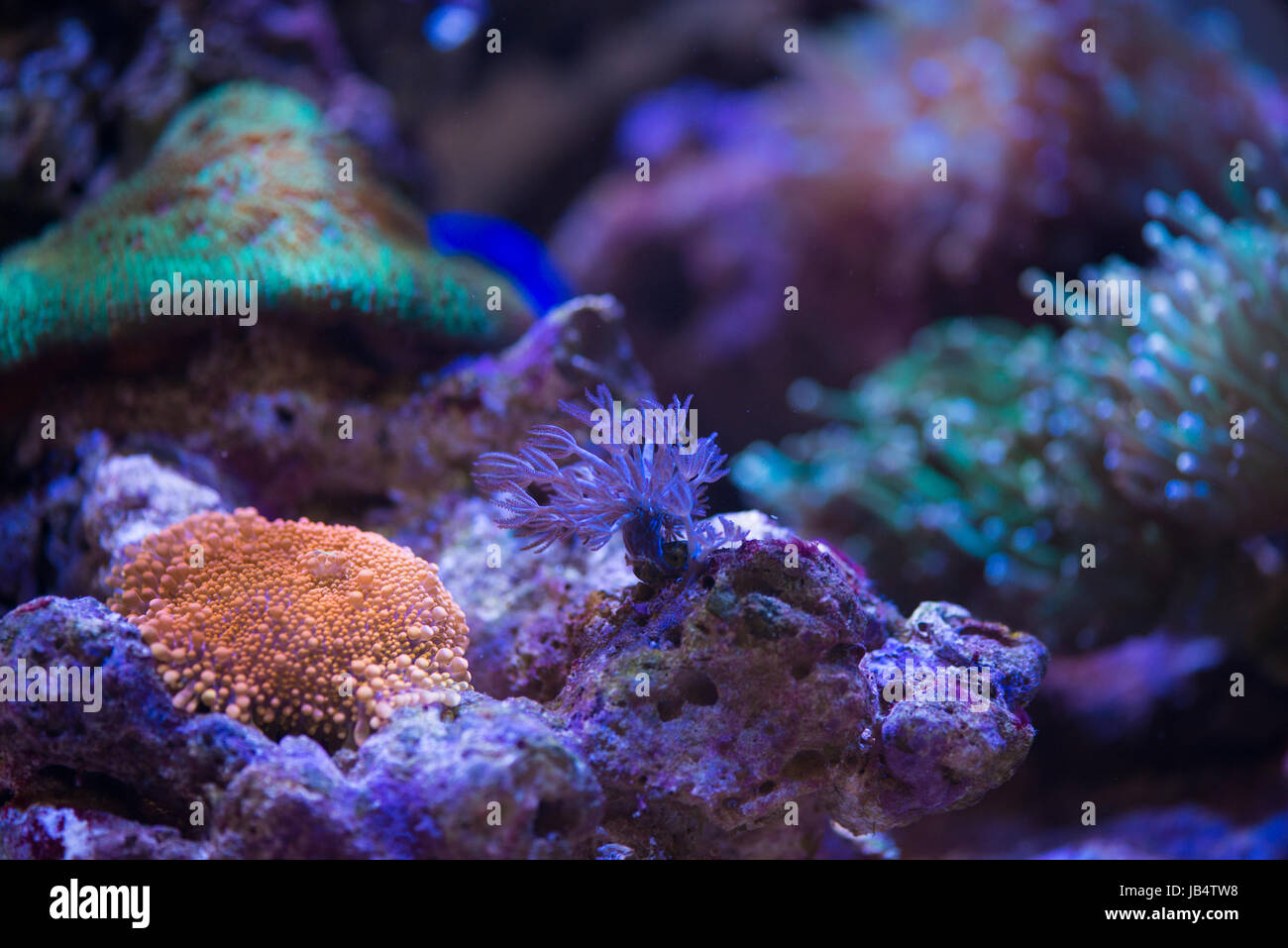Pulsing xenia coral hi-res stock photography and images - Alamy