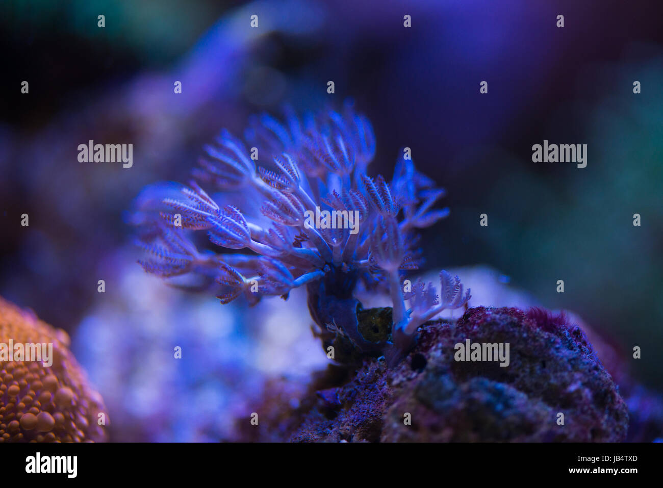 Waving hand polyp hi-res stock photography and images - Alamy