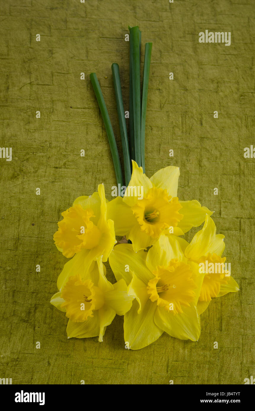 Yellow jonquil flowers on green painted background Stock Photo - Alamy