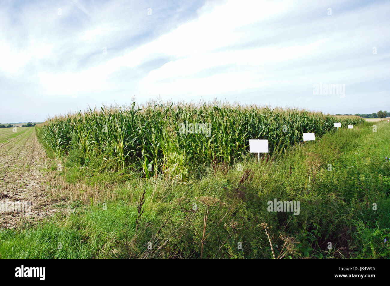 Photo of big corn field Stock Photo - Alamy
