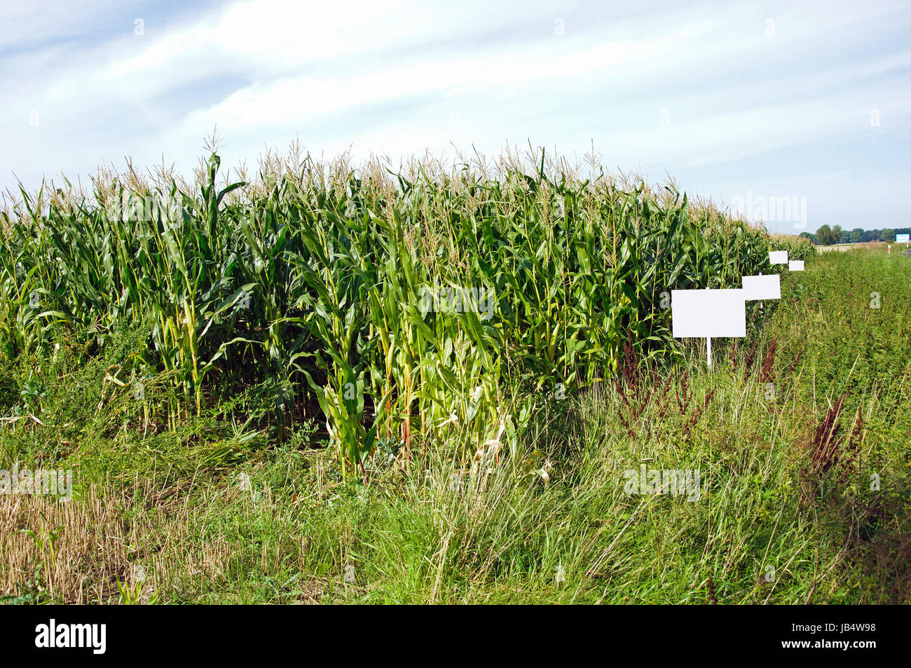 Photo of big corn field Stock Photo - Alamy