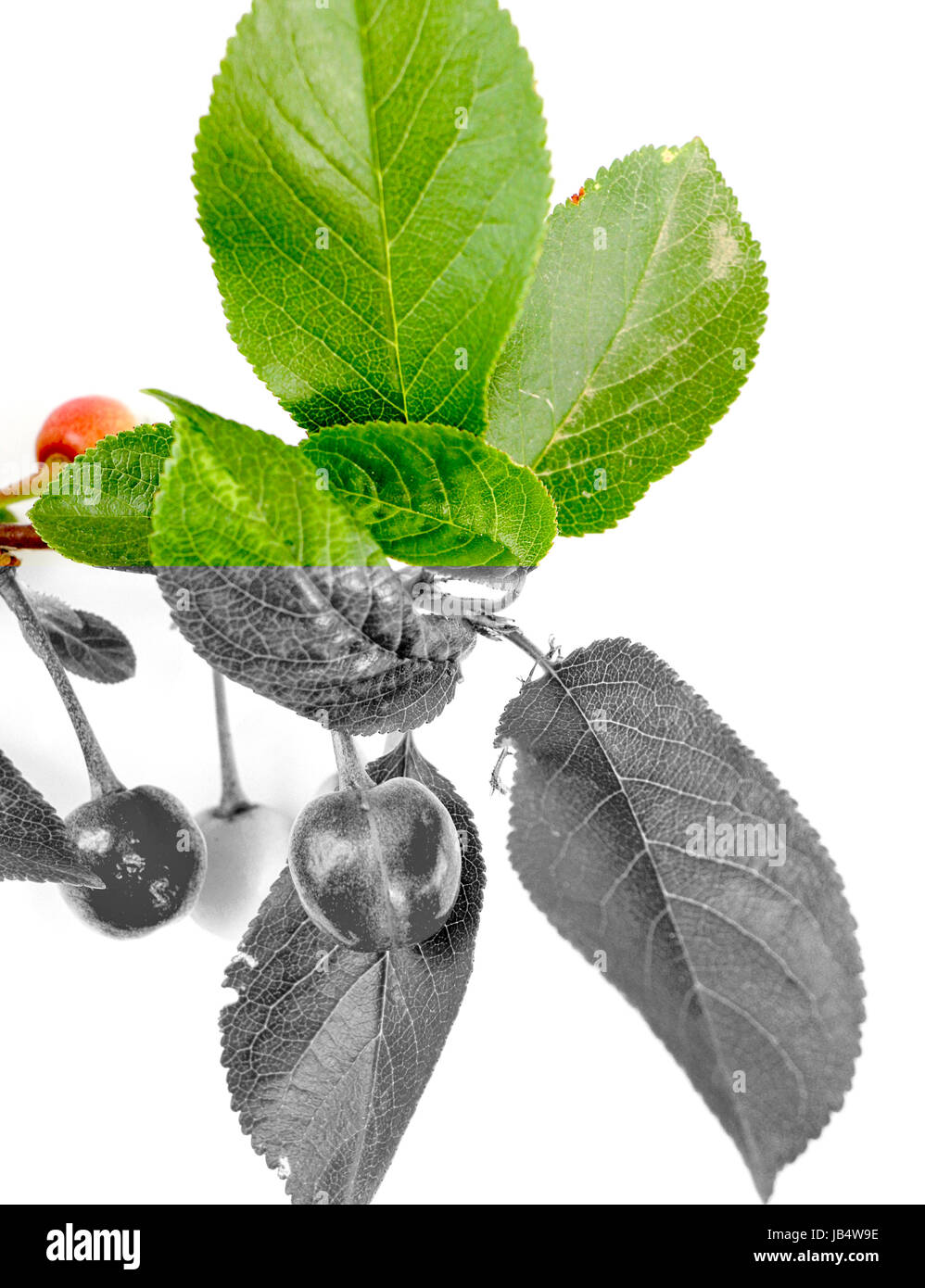image of a unripe cherry isolated on white background Stock Photo - Alamy
