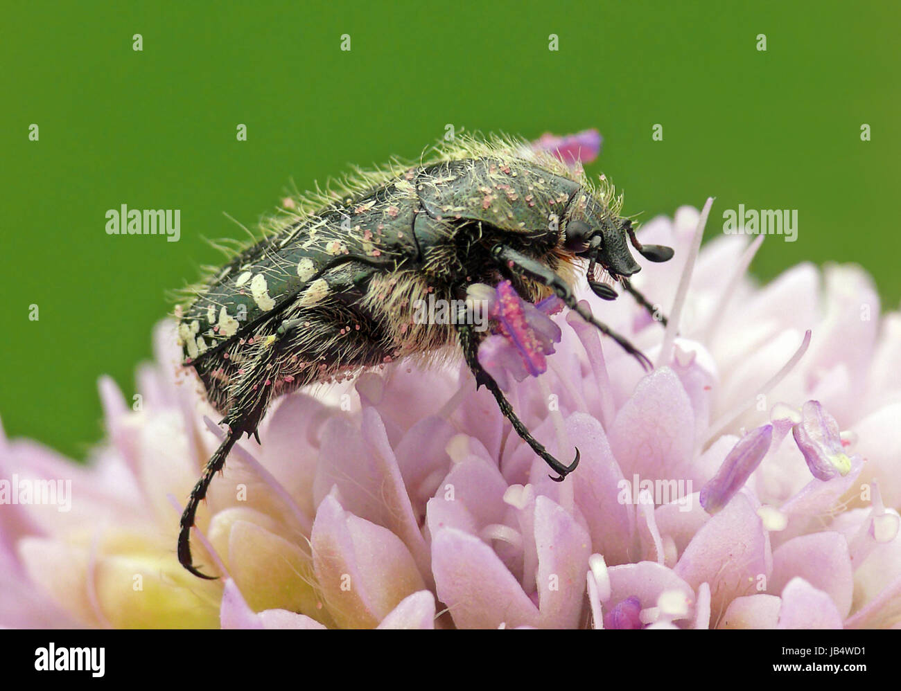 funeral beetle oxythyrea funesta Stock Photo - Alamy