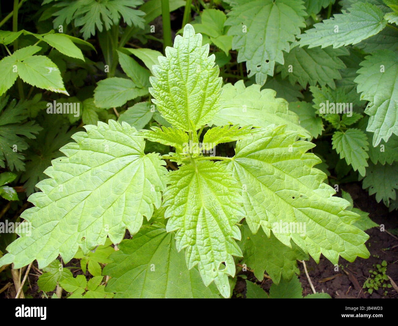 Nettle agent hi-res stock photography and images - Alamy