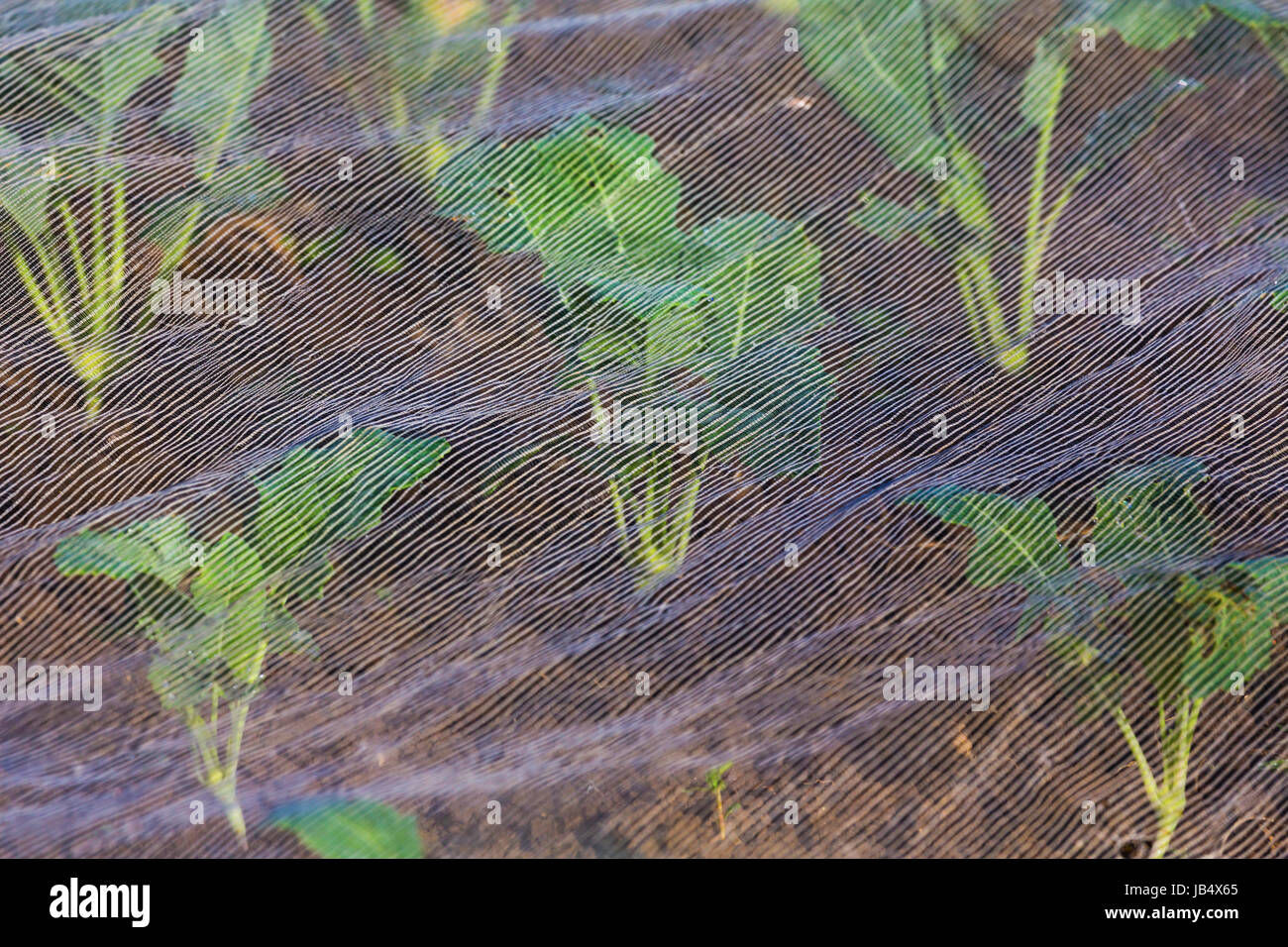 Setzlinge hi-res stock photography and images - Alamy