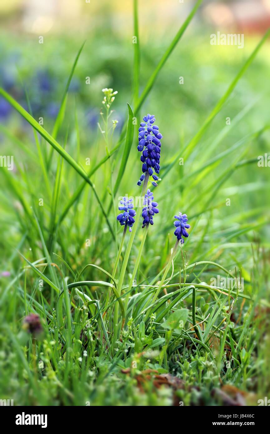 armenian grape / muscari armeniacum Stock Photo - Alamy