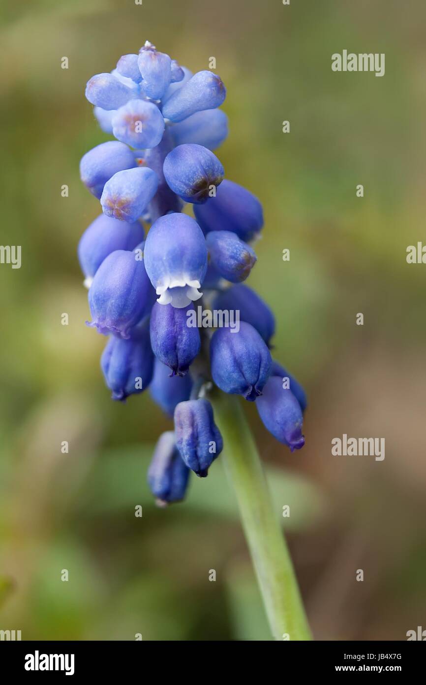 armenian grape / muscari armeniacum Stock Photo - Alamy