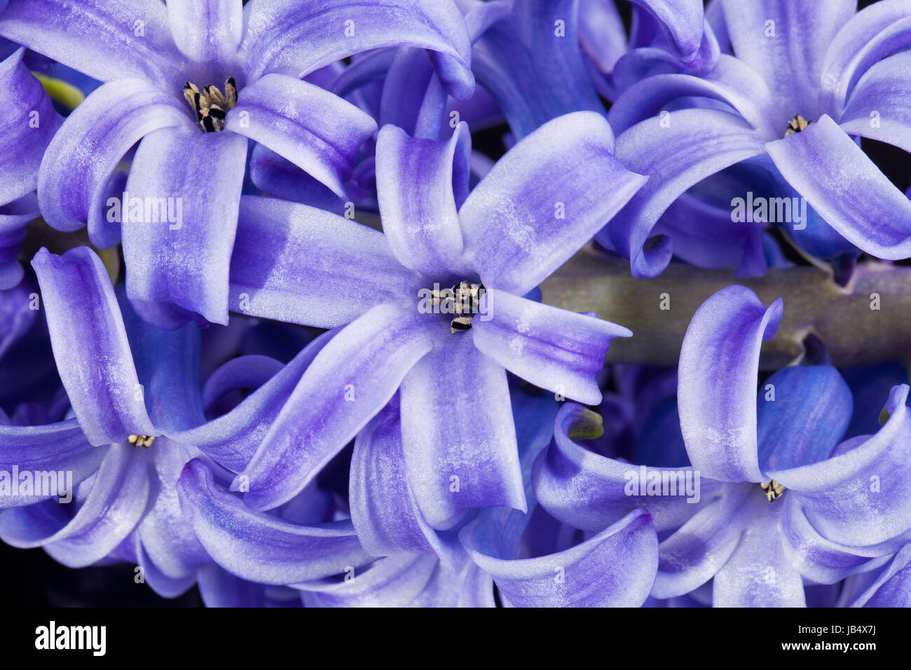 isolated cluster of flower violet hyacinth on white background Stock ...