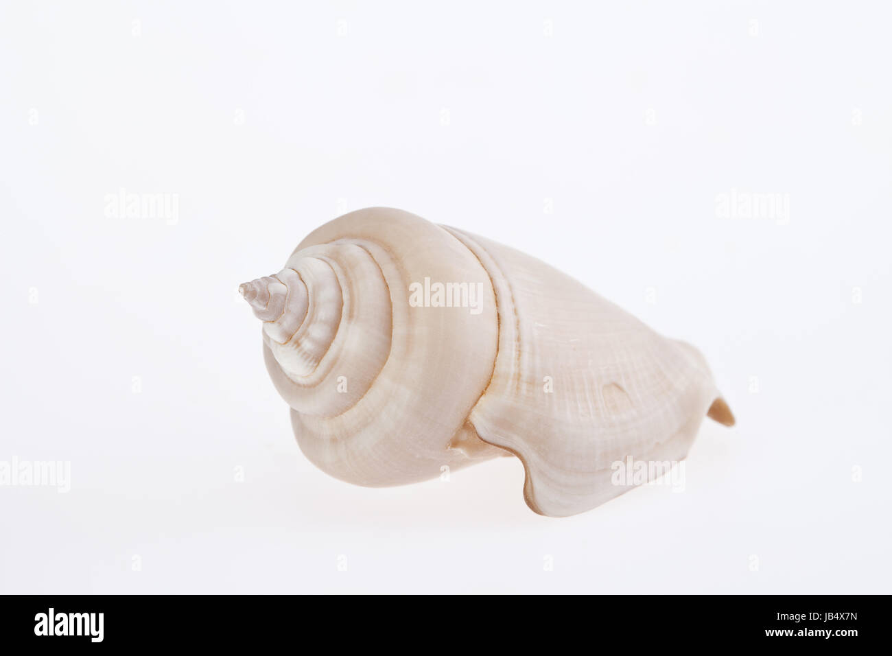 single seashell isolated on white background Stock Photo - Alamy