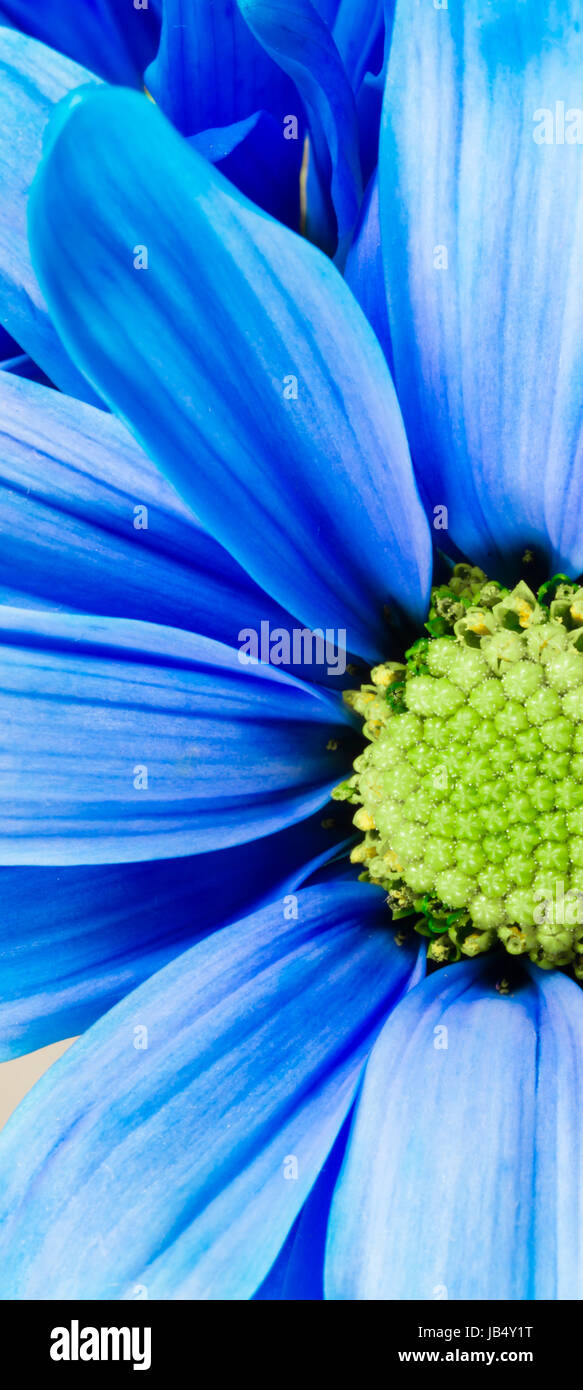 Stamens Receptacle Carpels and Petals are shown in this flower portrait ...