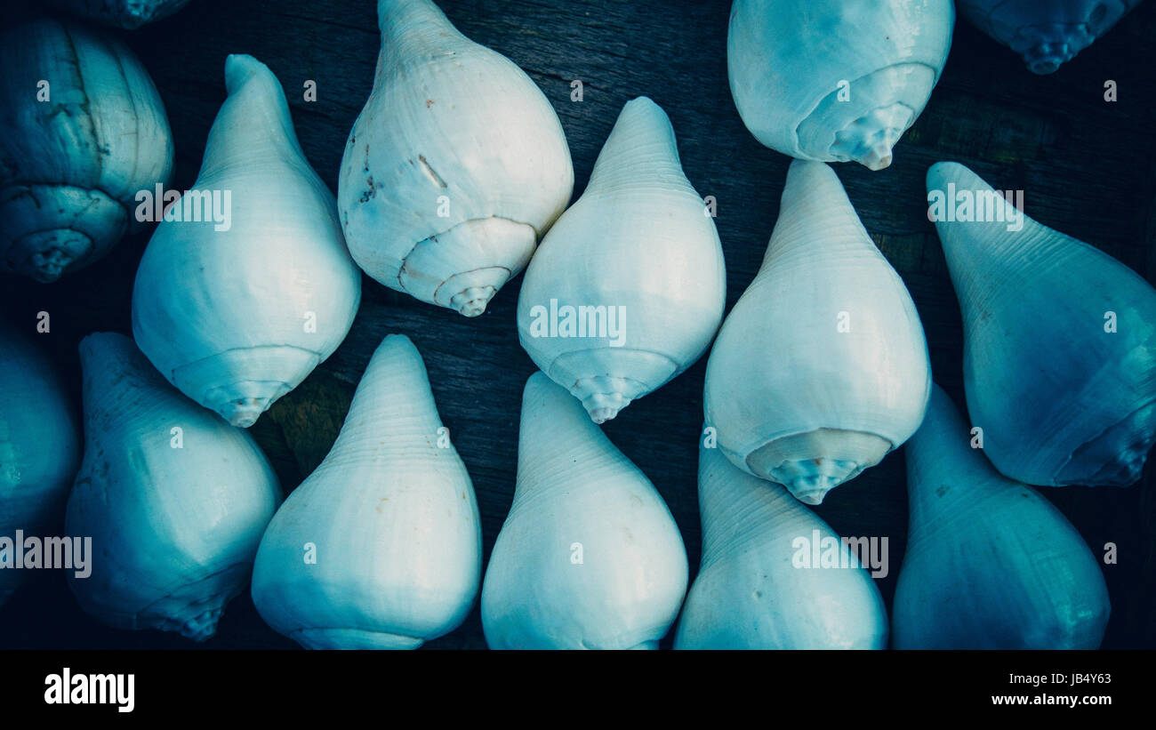 Beautiful big shells Stock Photo - Alamy