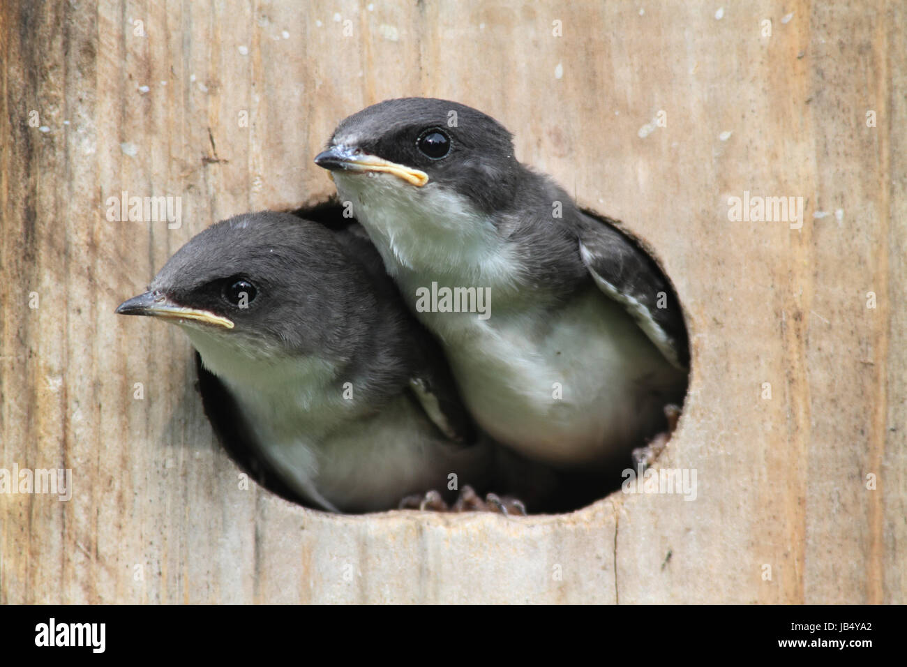 Pair of hungry Baby Tree Swallows (tachycineta bicolor) looking out of ...