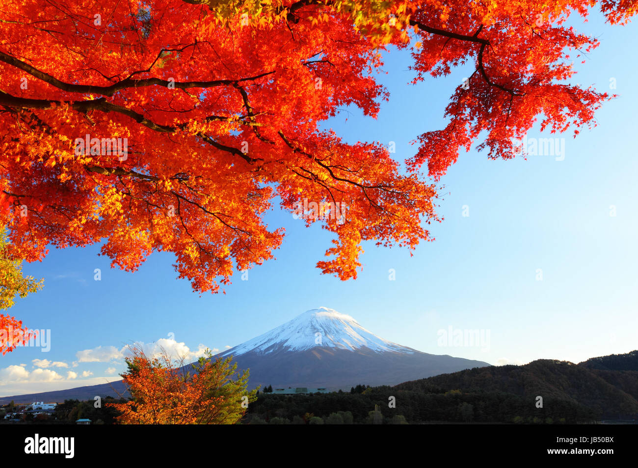 Mountain Fuji and maple tree Stock Photo - Alamy