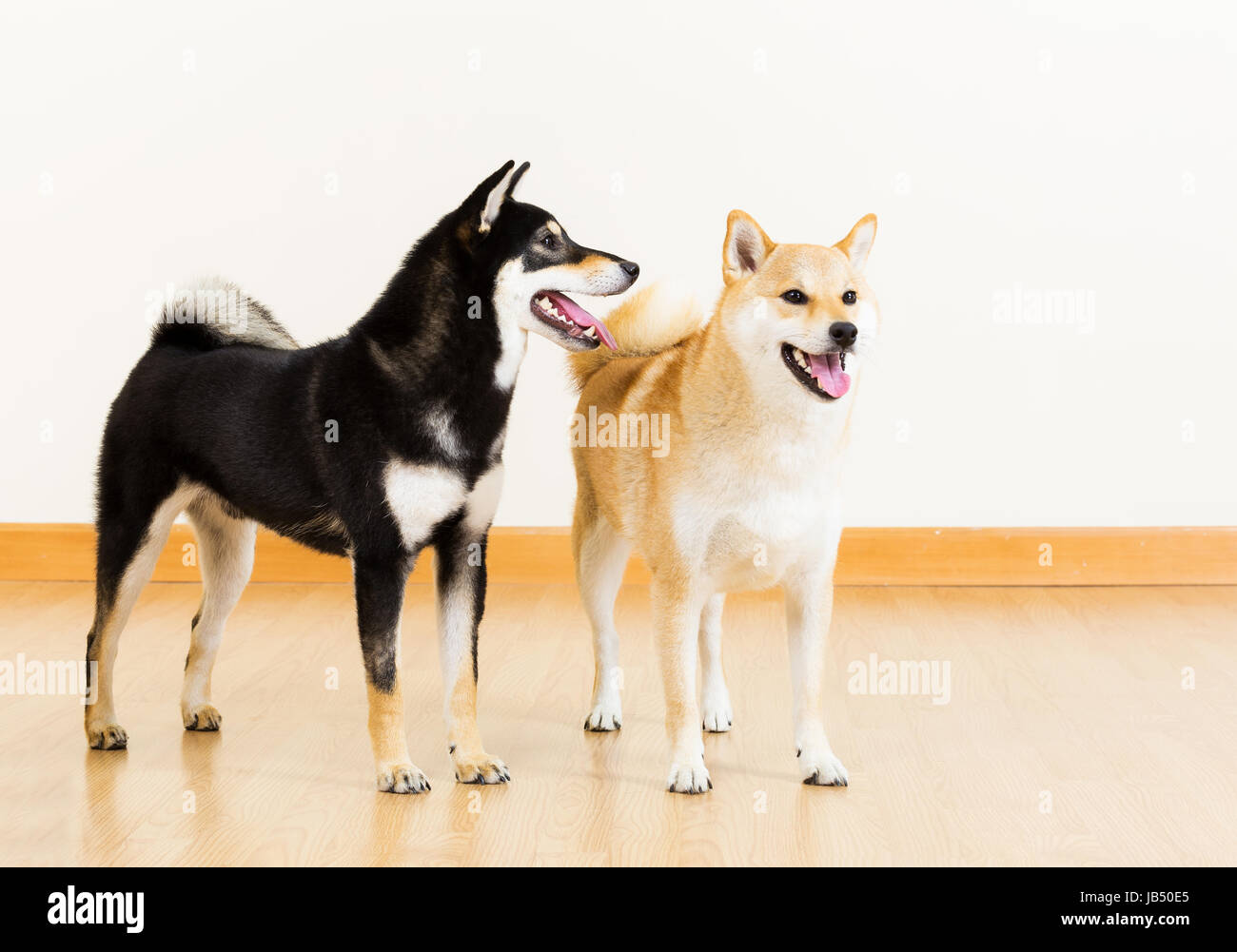 Shiba side profile hi-res stock photography and images - Alamy