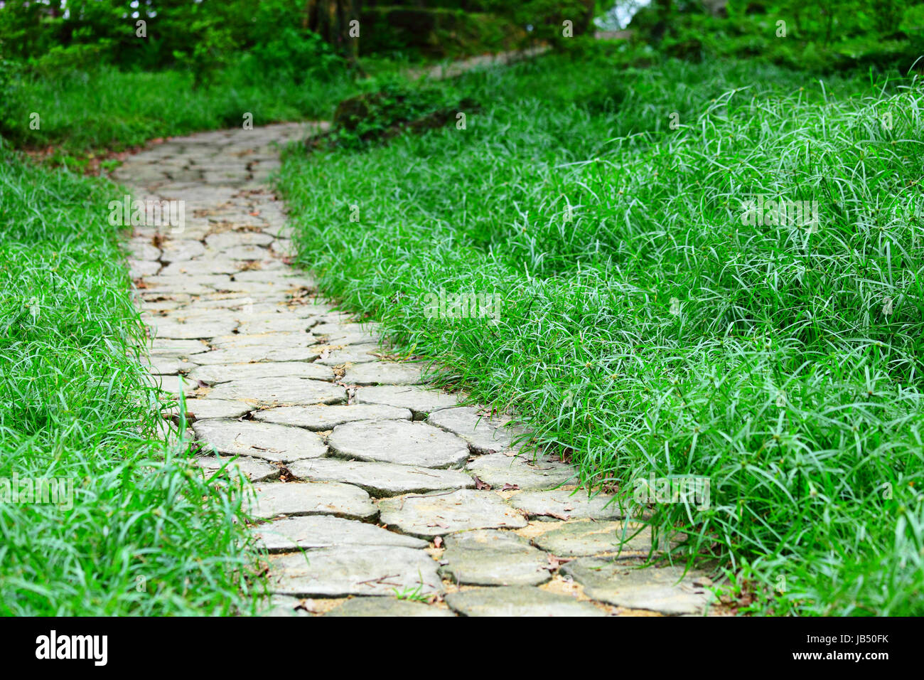 Stone path in forest Stock Photo - Alamy