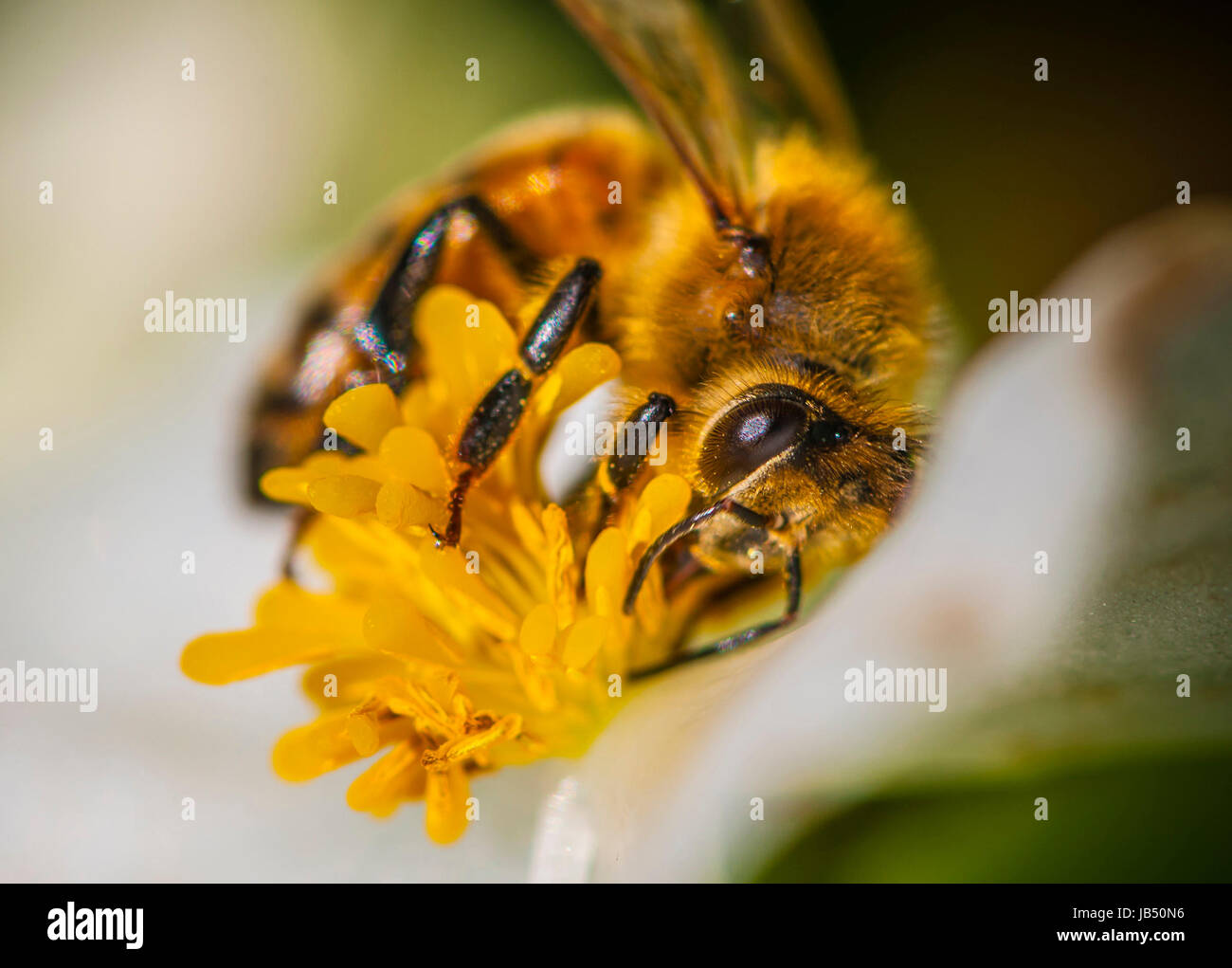 Hard working honey bee on a white flower close-up shot Stock Photo - Alamy