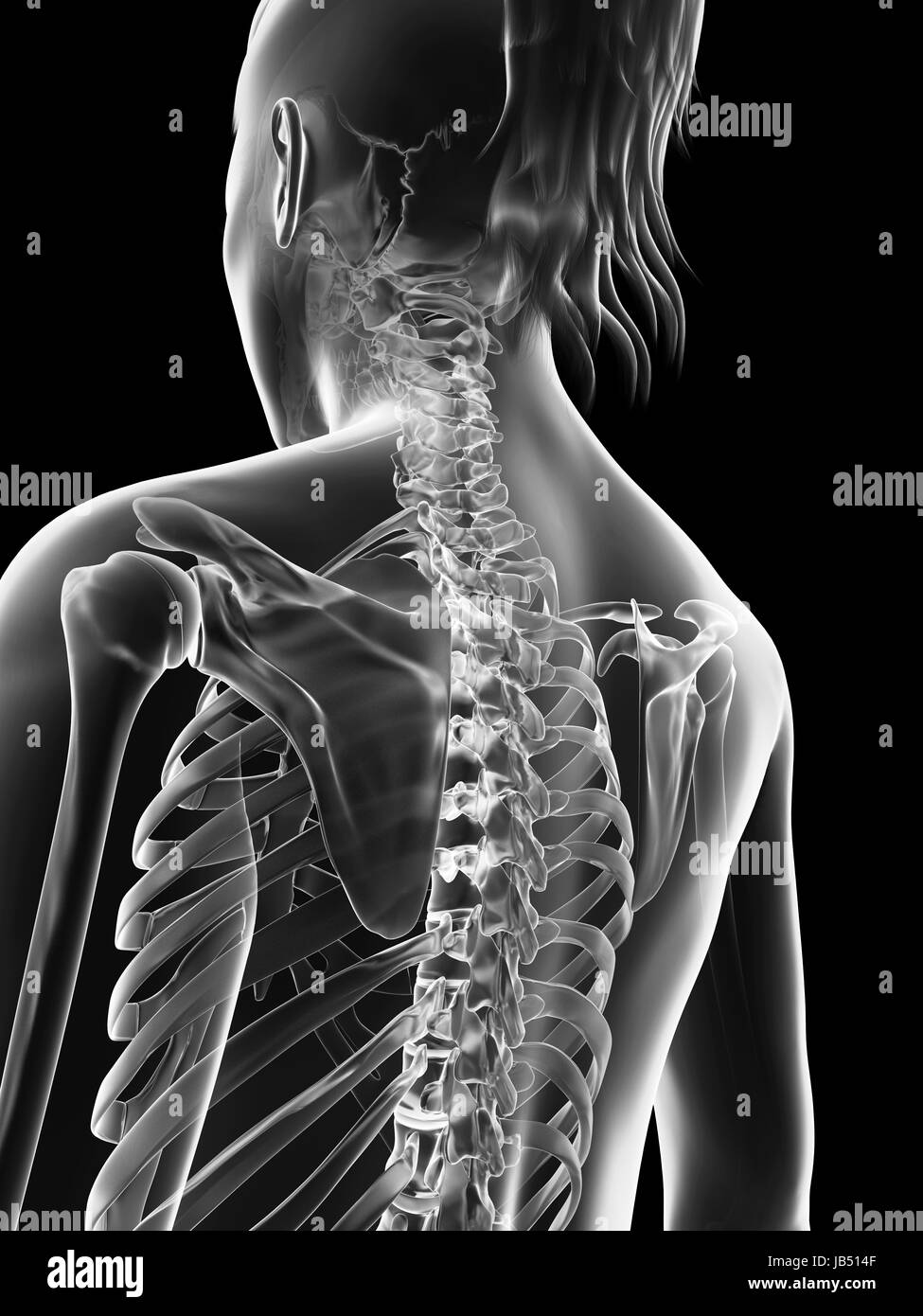 Transparent female skeleton upper body Black and White Stock Photos ...