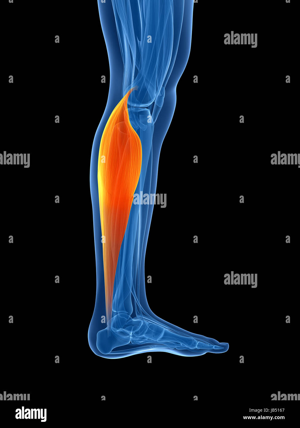 Gastrocnemius hi-res stock photography and images - Alamy
