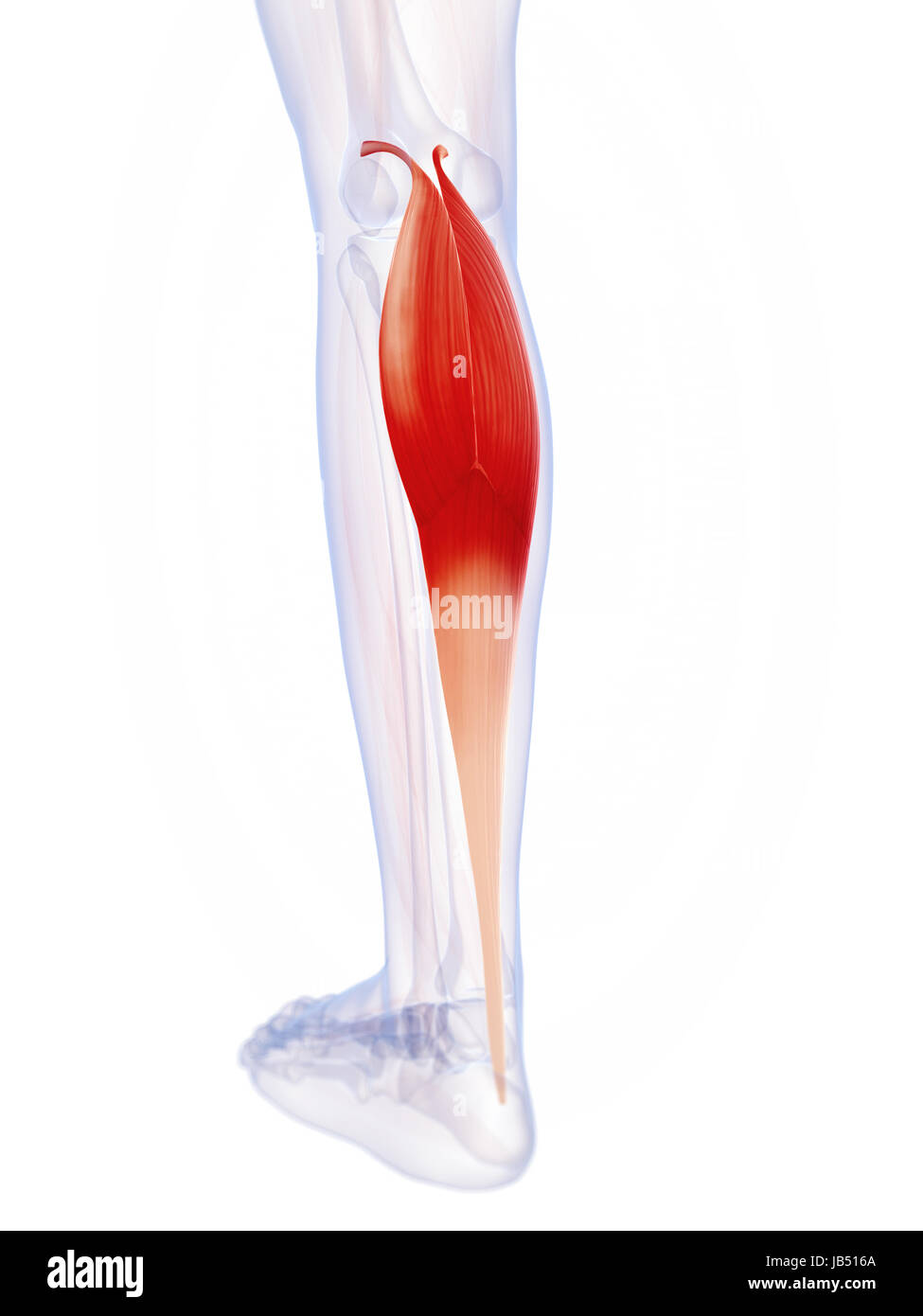 3d rendered illustration of the gastrocnemius muscle Stock Photo - Alamy