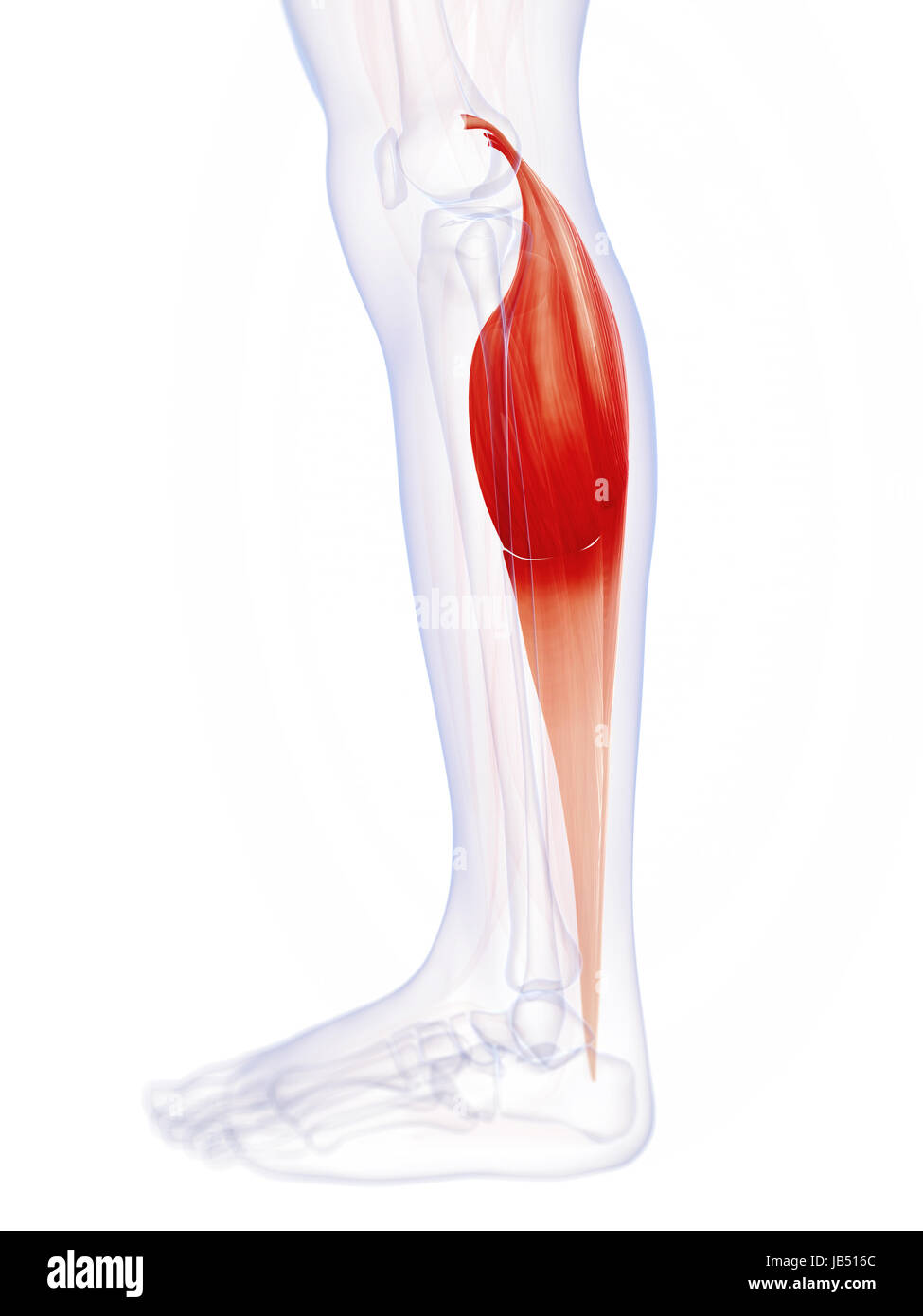 Gastrocnemius muscle hi-res stock photography and images - Alamy