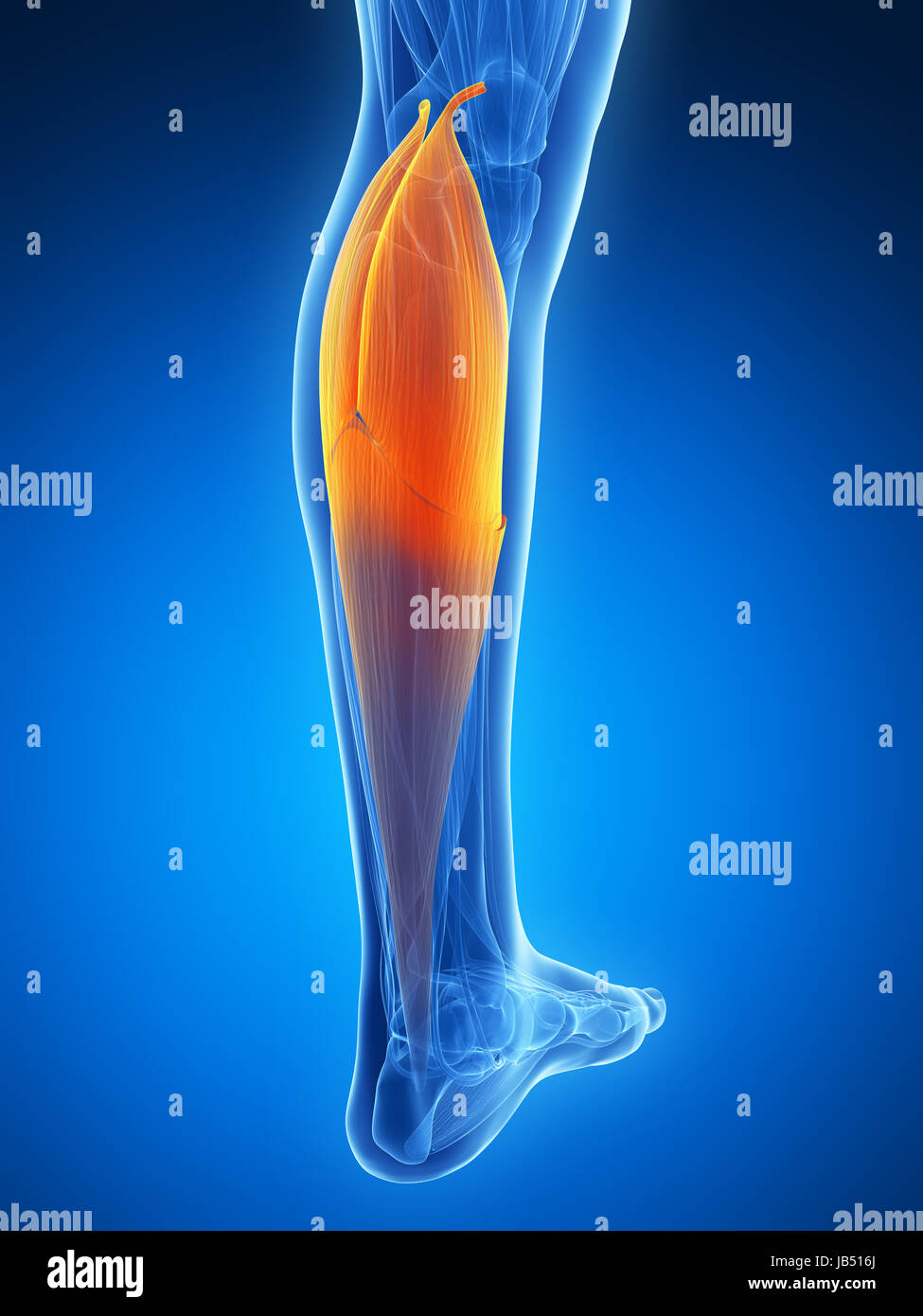 Gastrocnemius hi-res stock photography and images - Alamy