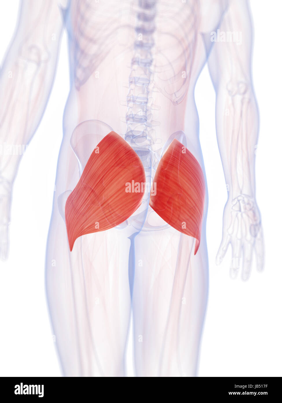 3d rendered illustration of the gluteus maximus Stock Photo - Alamy