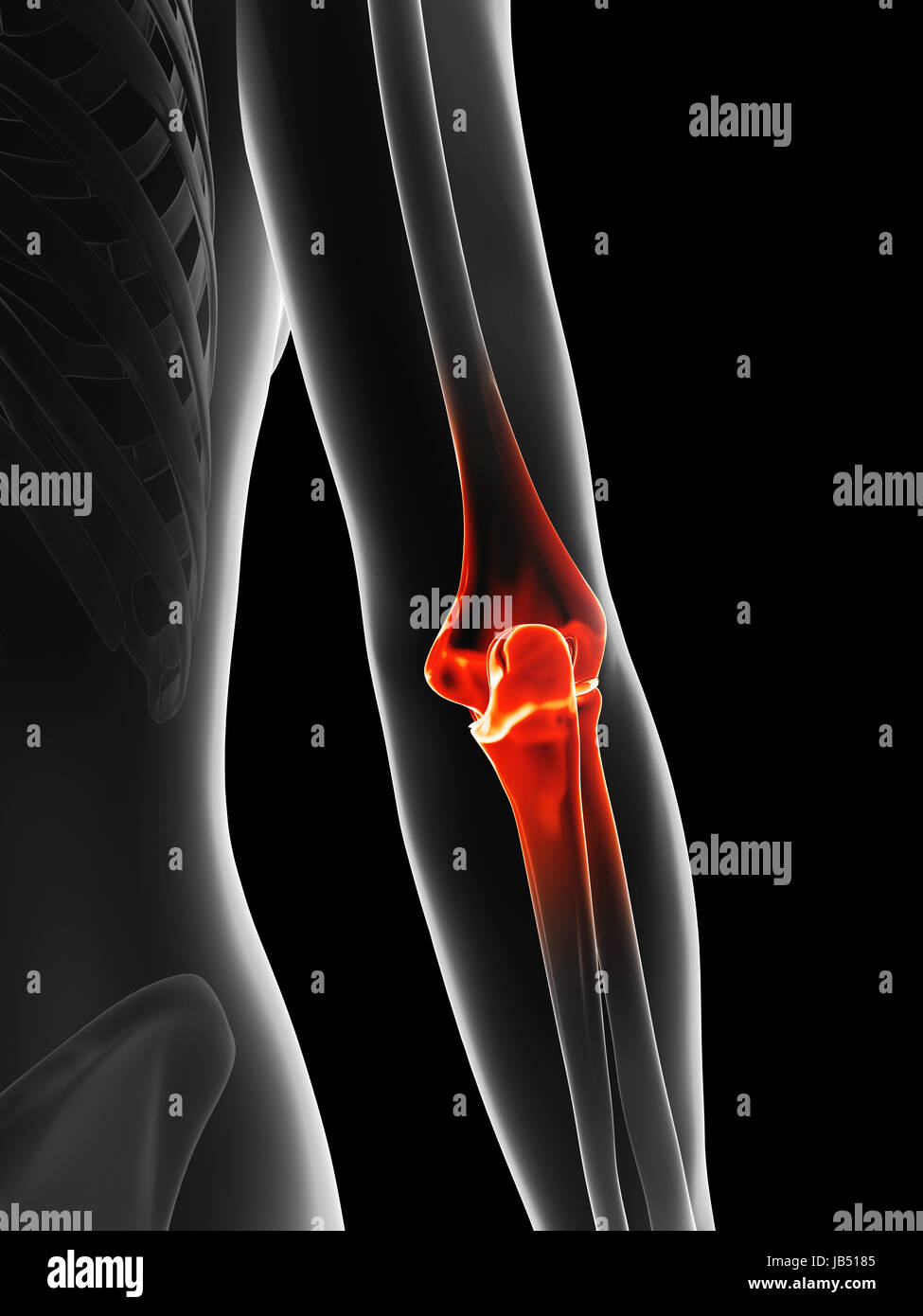 Normal anatomy of the elbow hi-res stock photography and images - Alamy