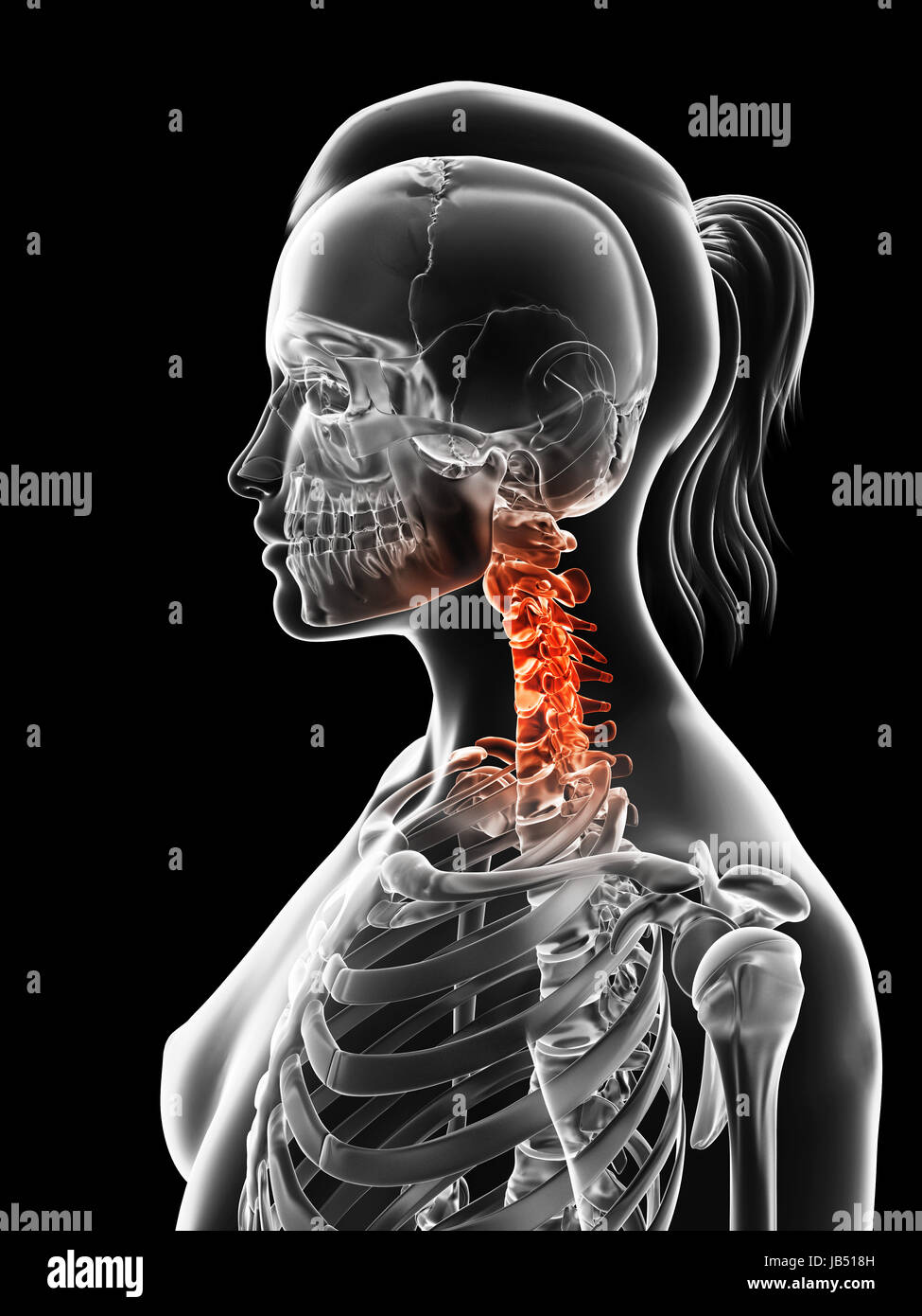Normal neck bones hi-res stock photography and images - Alamy