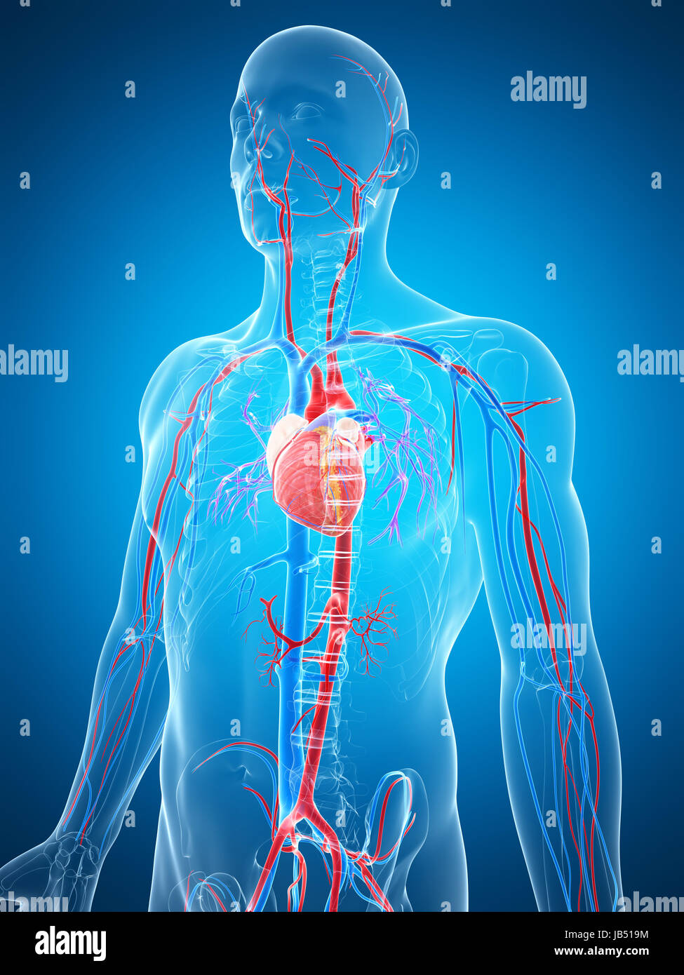 3d rendered illustration of the human vascular system Stock Photo - Alamy