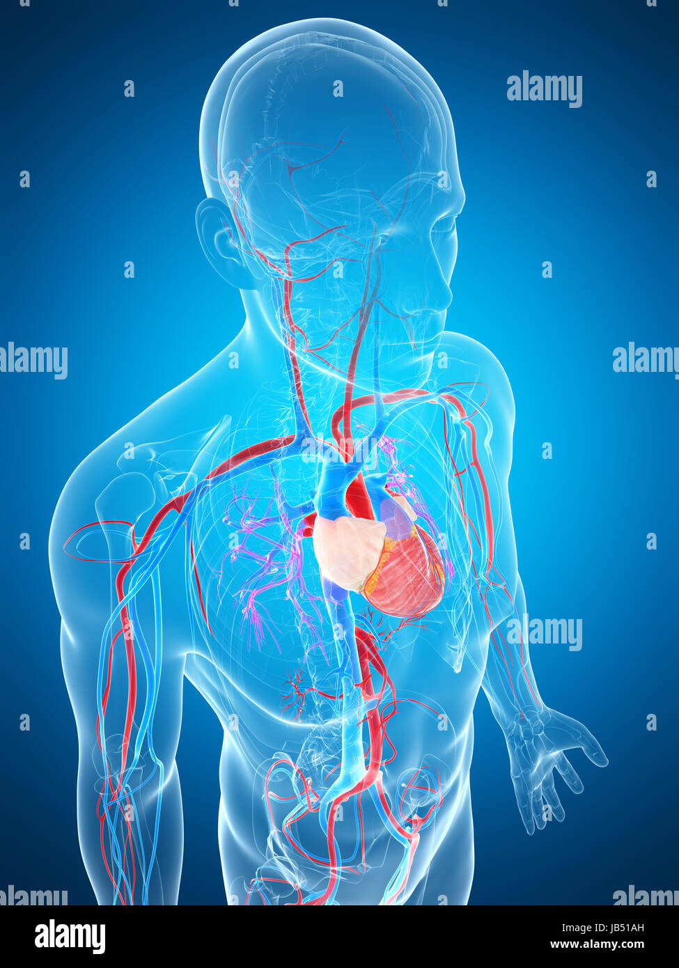 3d rendered illustration of the human vascular system Stock Photo - Alamy