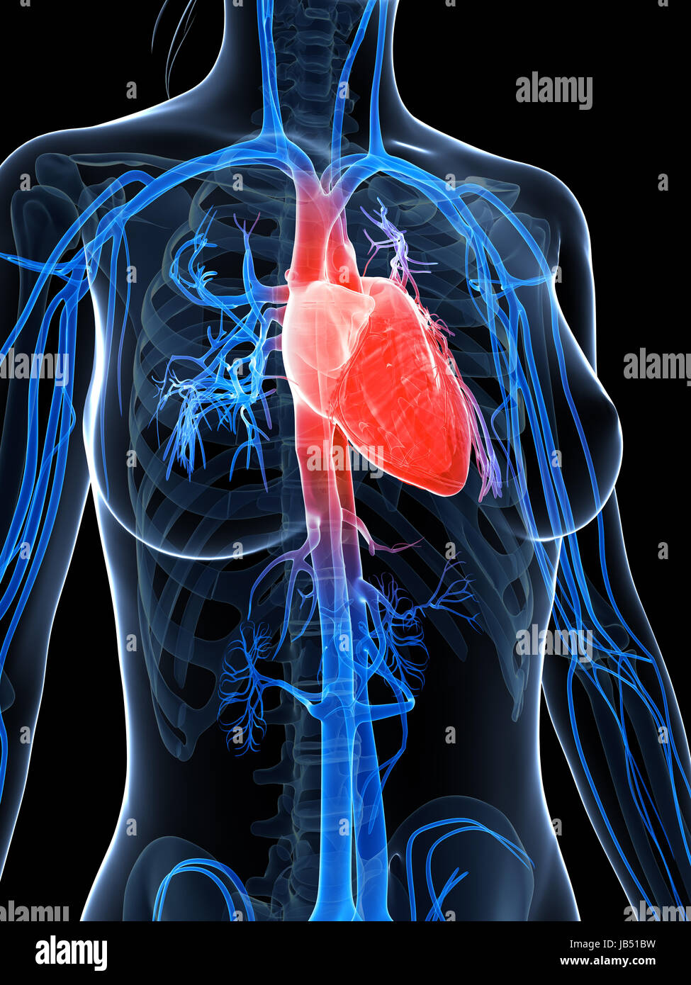 Female Circulatory System High Resolution Stock Photography and Images ...