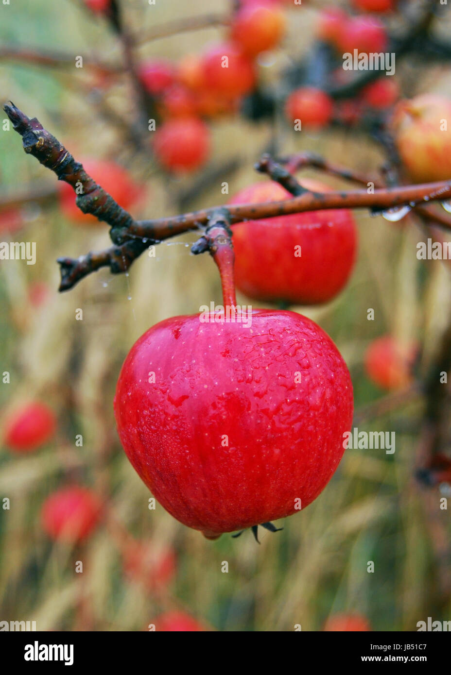 Roter Apfel am Baum Stock Photo - Alamy