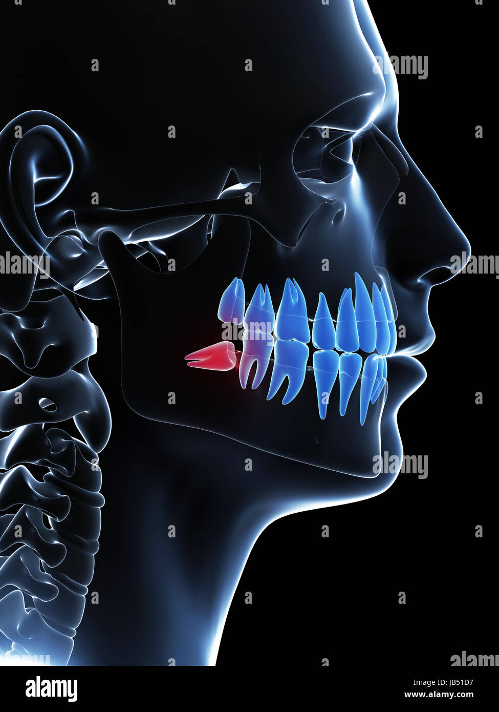 3d rendered illustration of the wisdom teeth Stock Photo - Alamy